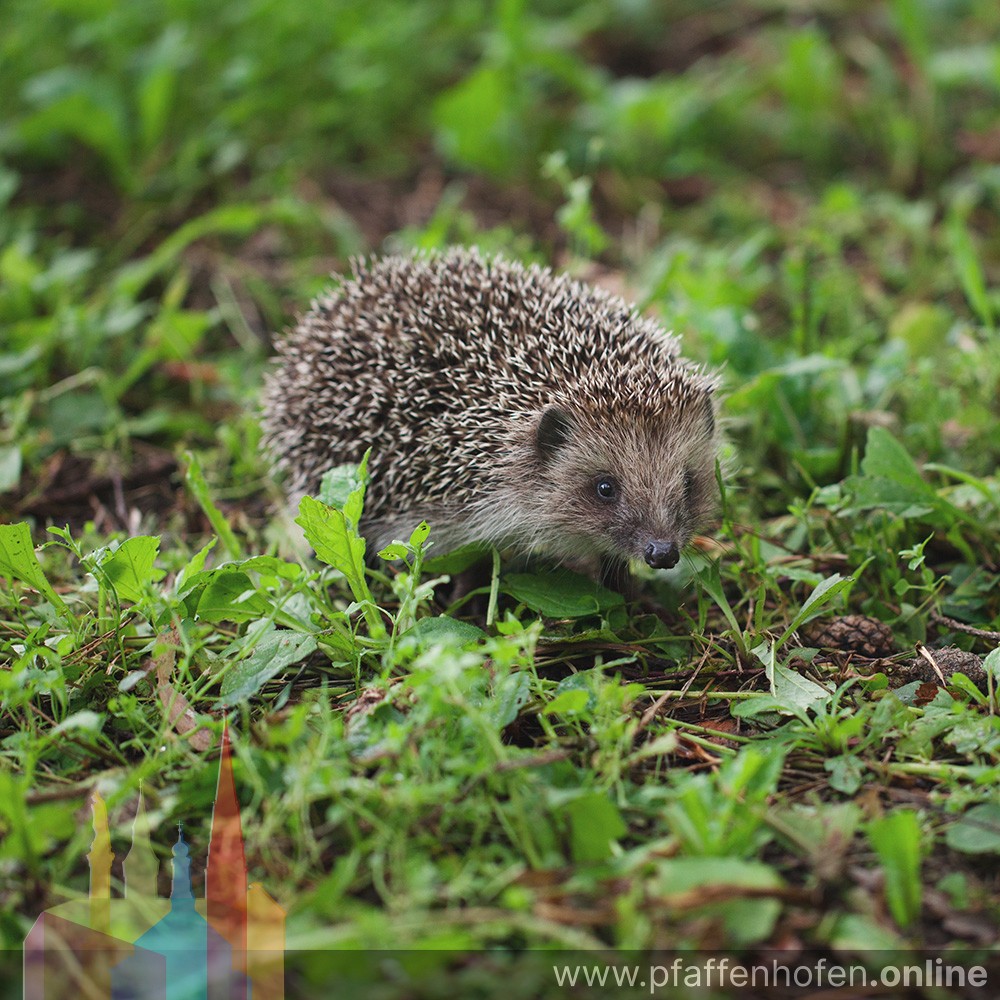 Dem Igel richtig über den Winter helfen - pfaffenhofen.online